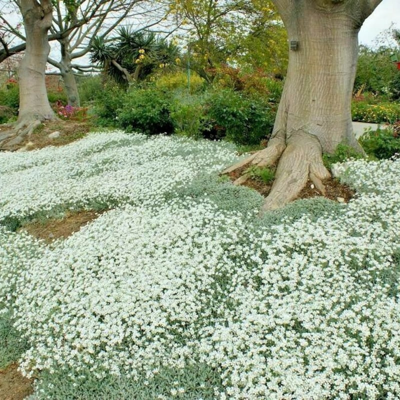 Ground Cover for Shade - Etsy