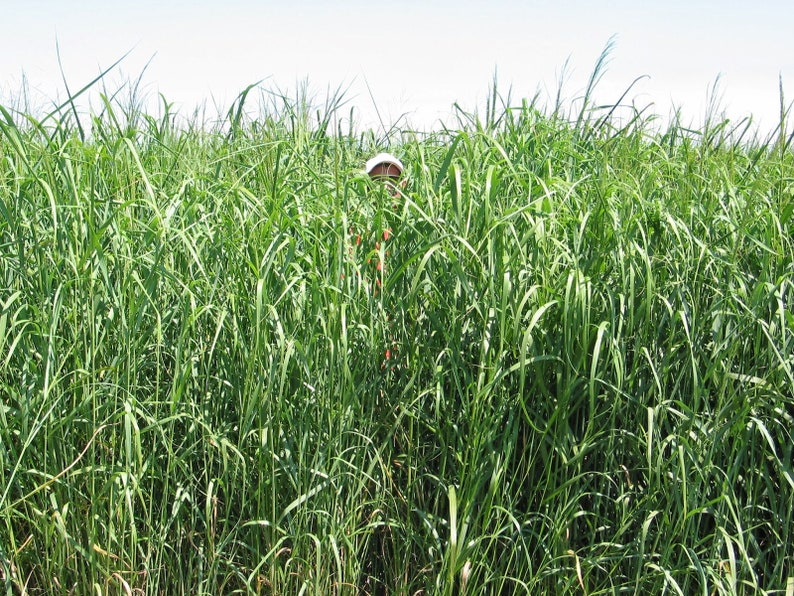 1000+SWITCHGRASS Seeds Native Tall Grass Prairie Clumping Ornamental ...