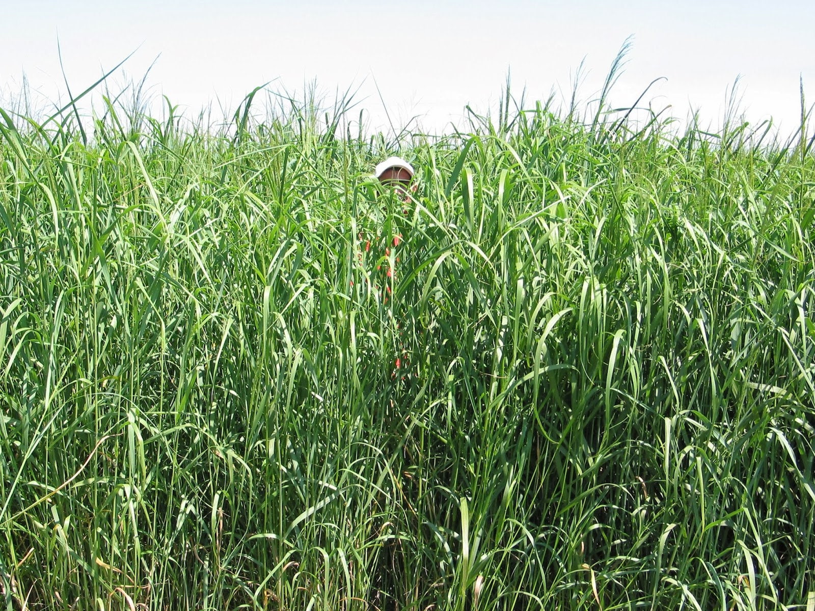 1000+SWITCHGRASS Seeds Native Tall Grass Prairie Clumping Ornamental ...