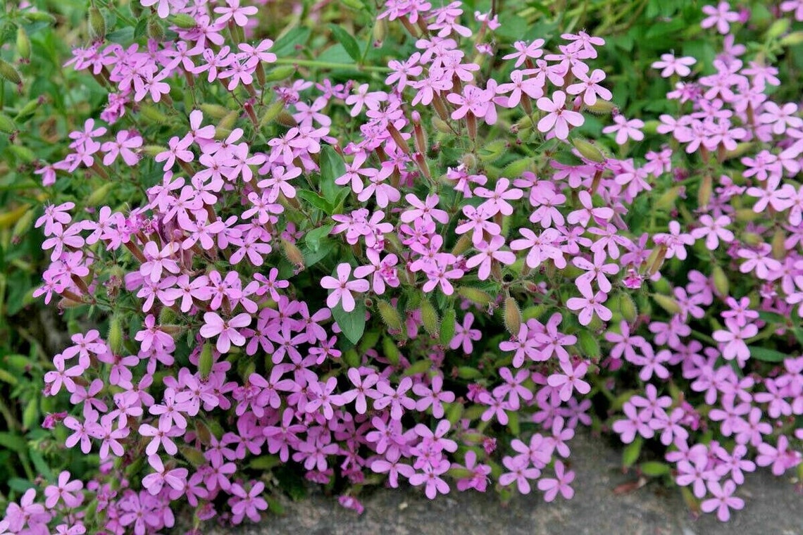 500PINK ROCK SOAPWORT Seeds Perennial Groundcover Wildflower - Etsy