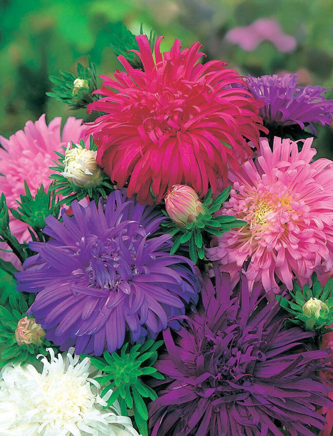 250+CHINA Aster "powder Puff" Mix Seeds Cut Flowers Garden/containers ...