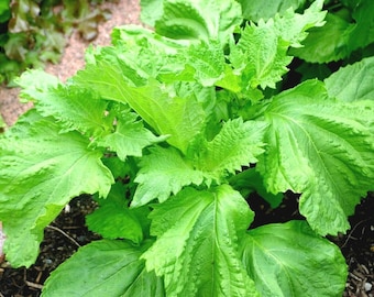 Japanese Ao Shiso Seeds - Etsy