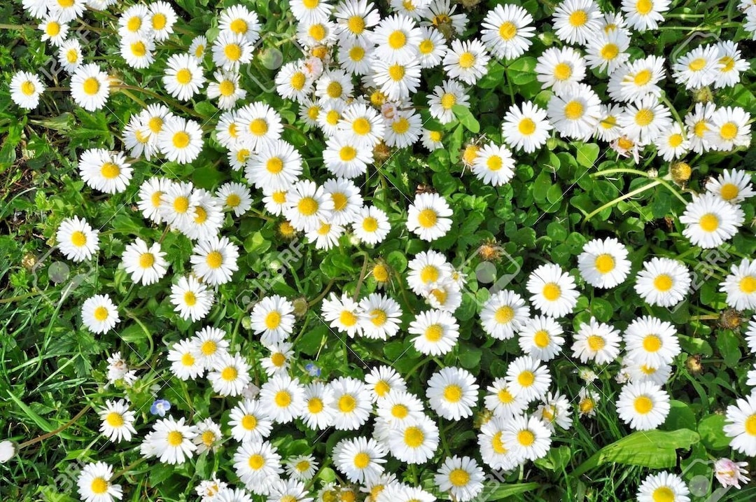 300+CREEPING SNOW DAISY Flower Seeds Flowering Groundcover Trailing ...