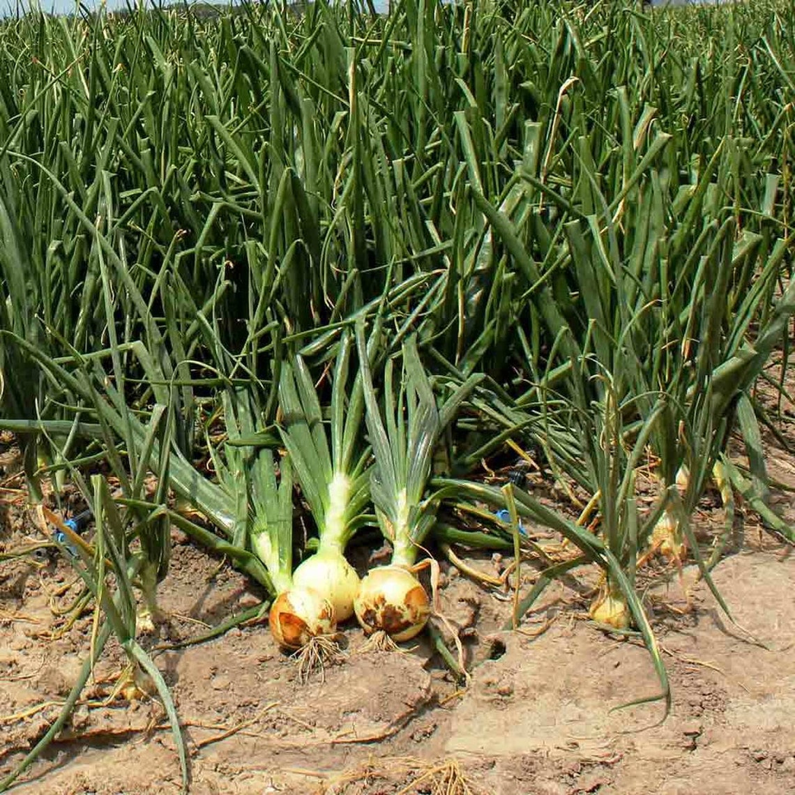 400YELLOW SWEET SPANISH Onion Seeds Organic Non-gmo Heirloom - Etsy