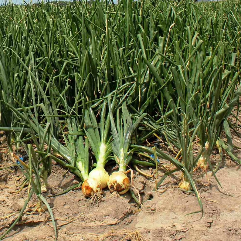 400YELLOW SWEET SPANISH Onion Seeds Organic Non-gmo Heirloom - Etsy
