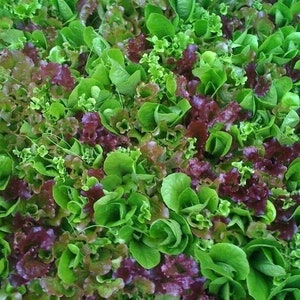 1 Oz GOURMET MESCLUN MIX Seeds Organic Sprouts Microgreens Salad Garden ...
