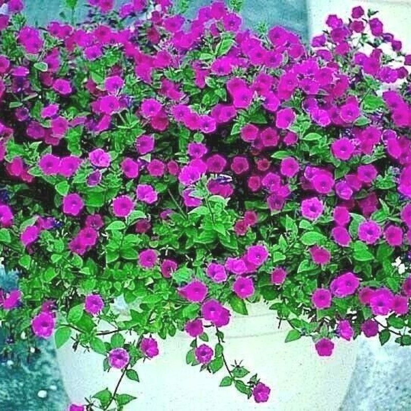 Calibrachoa Seeds - Etsy