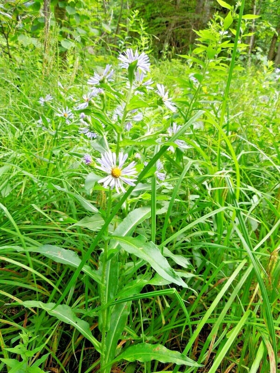 Asters Grassland
