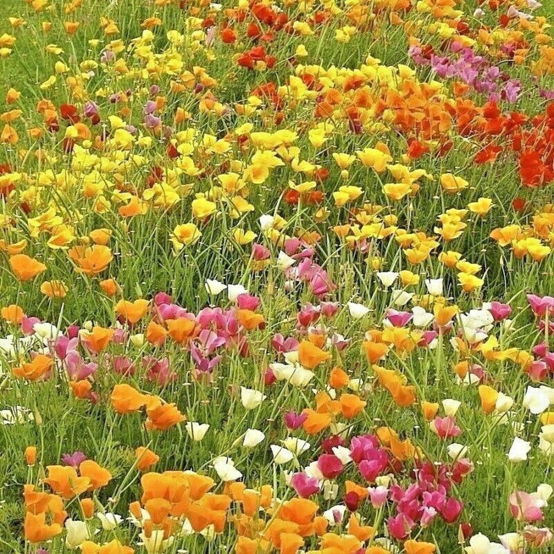 1 Oz CALIFORNIA POPPY Mix Seeds Annual Native Wildflowers - Etsy