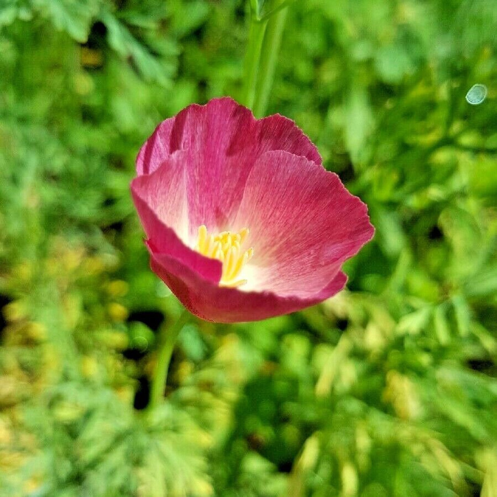 1000+CARMINE KING CALIFORNIA Poppy Seeds Annual Native Wildflower Patio ...