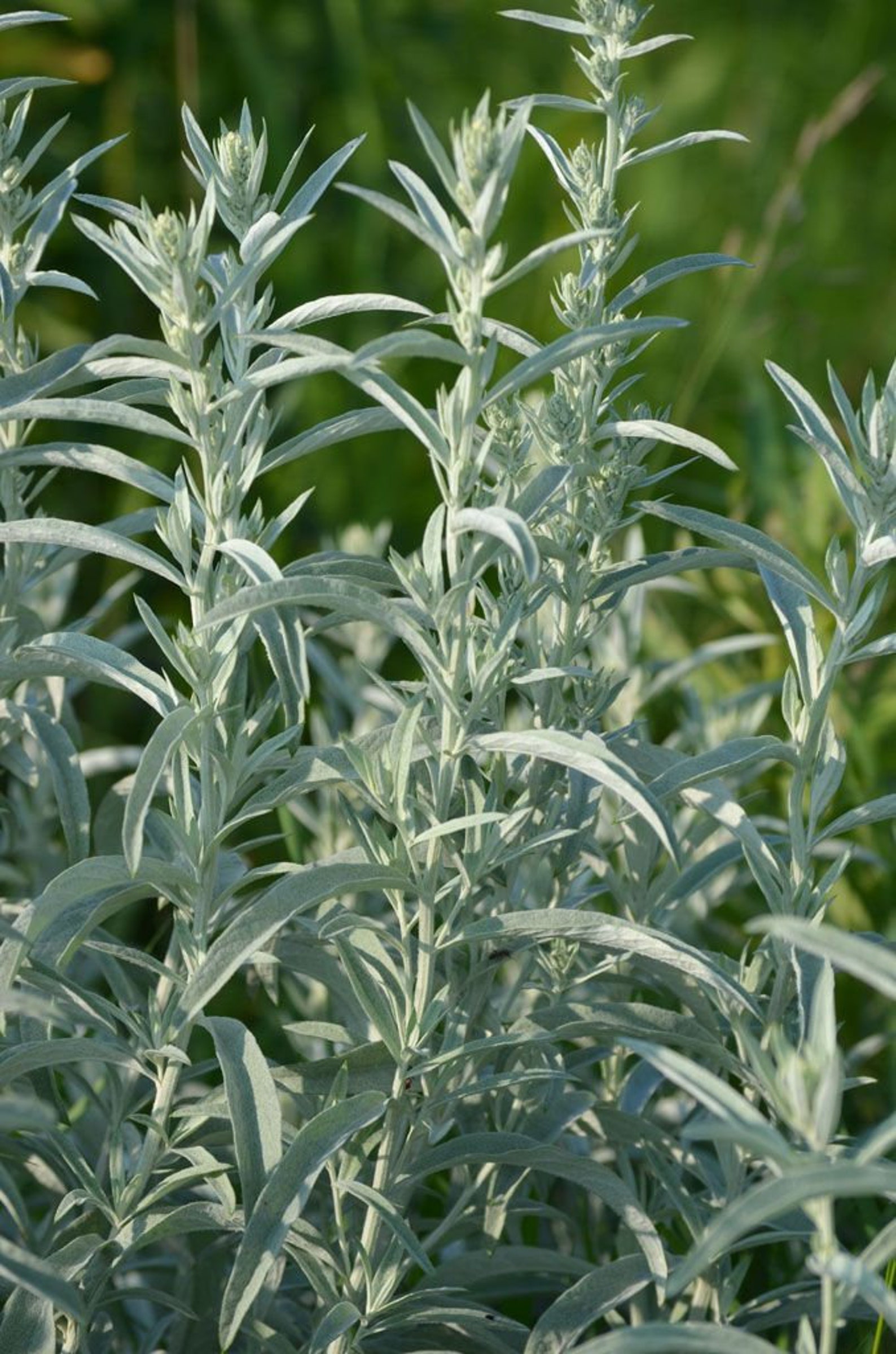 300PRAIRIE SAGE WHITE Sagebrush Seeds Perennial Native - Etsy