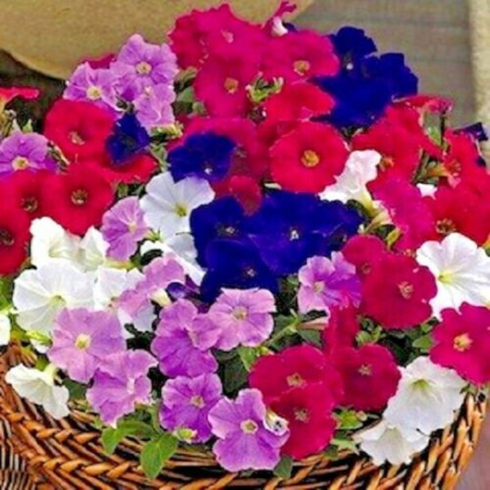 2000DWARF PETUNIA MIX Flower Seeds Flowering Annual Patio - Etsy