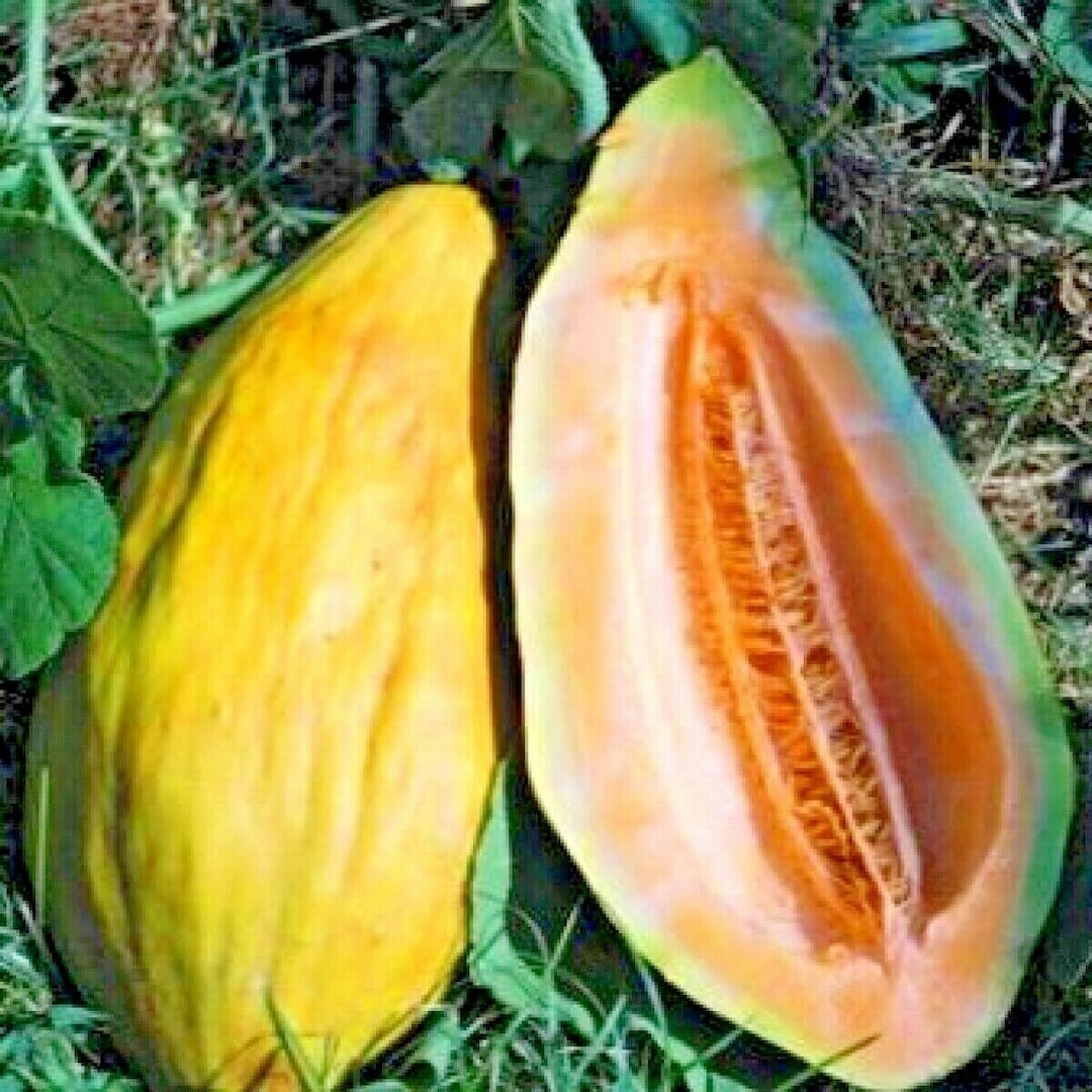 30+BANANA MELON Seeds Native Heirloom Pre 1900's Organic Open ...