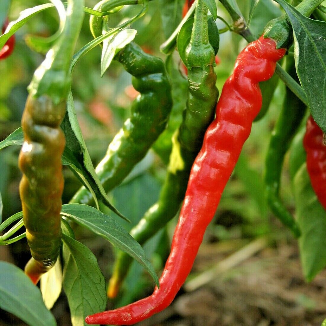100+LONG THIN CAYENNE Pepper Seeds Organic Open Heirloom Vegetable ...