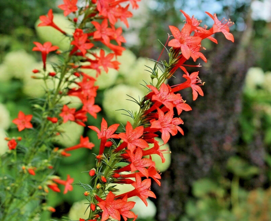 300+STANDING CYPRESS Flower Seeds Texas Native Wildflower Poor Soils Drought Heat Cold Tolerant ...