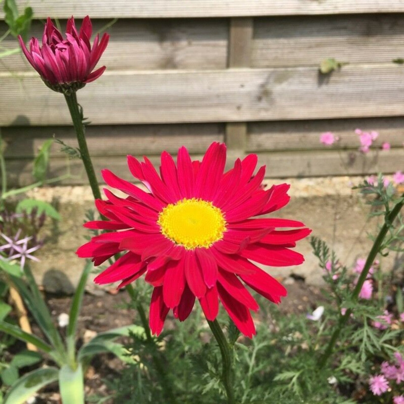 100+ROBINSON'S GIANT MIX Daisy Flower Seeds Perennial Poor Soils Heat ...