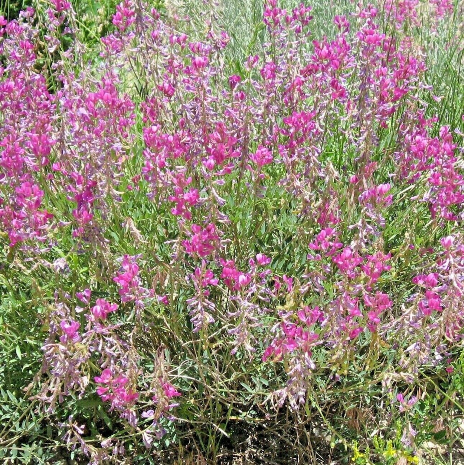50+UTAH Northern SWEETVETCH Flower Seeds Native Wildflower Drought Heat ...