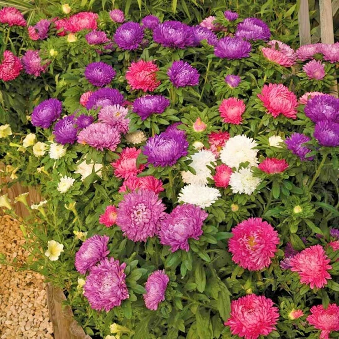 250+CHINA Aster "powder Puff" Mix Seeds Cut Flowers Garden/containers ...