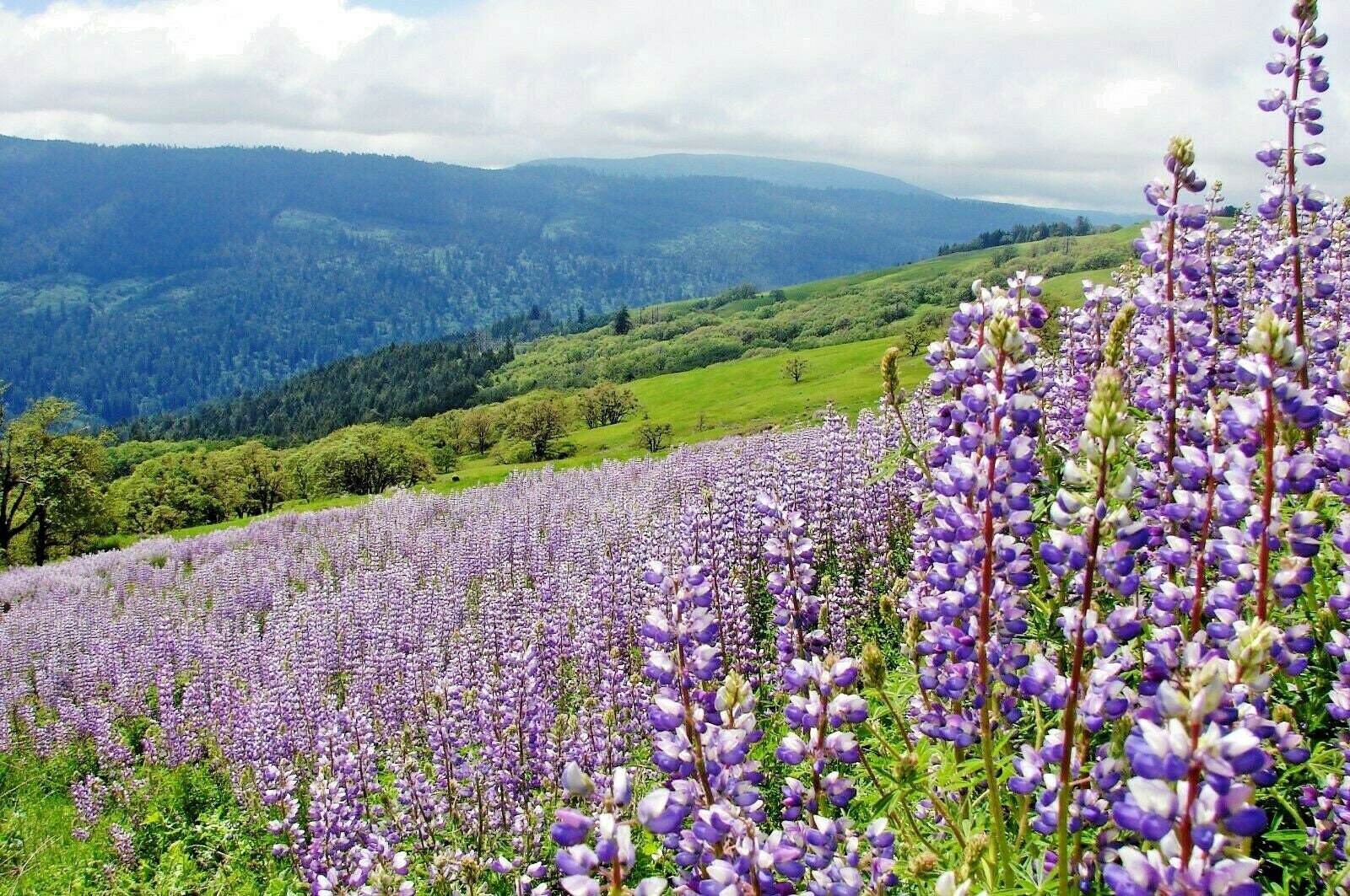 125+BLUE ANNUAL LUPINE Seeds Annual Native Wildflower Pollinators ...
