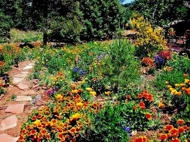 2000+NATIVE PERENNIAL WILDFLOWER Mix Seeds 17 Varieties Pollinators Cut ...