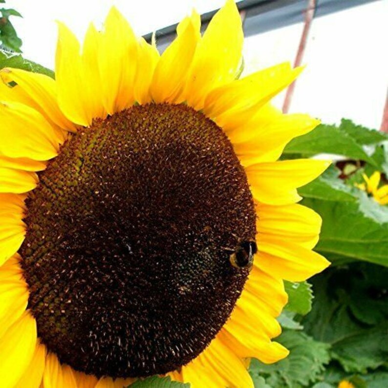 35MAMMOTH BLACK RUSSIAN Sunflower Seeds Organic 9 15' | Etsy