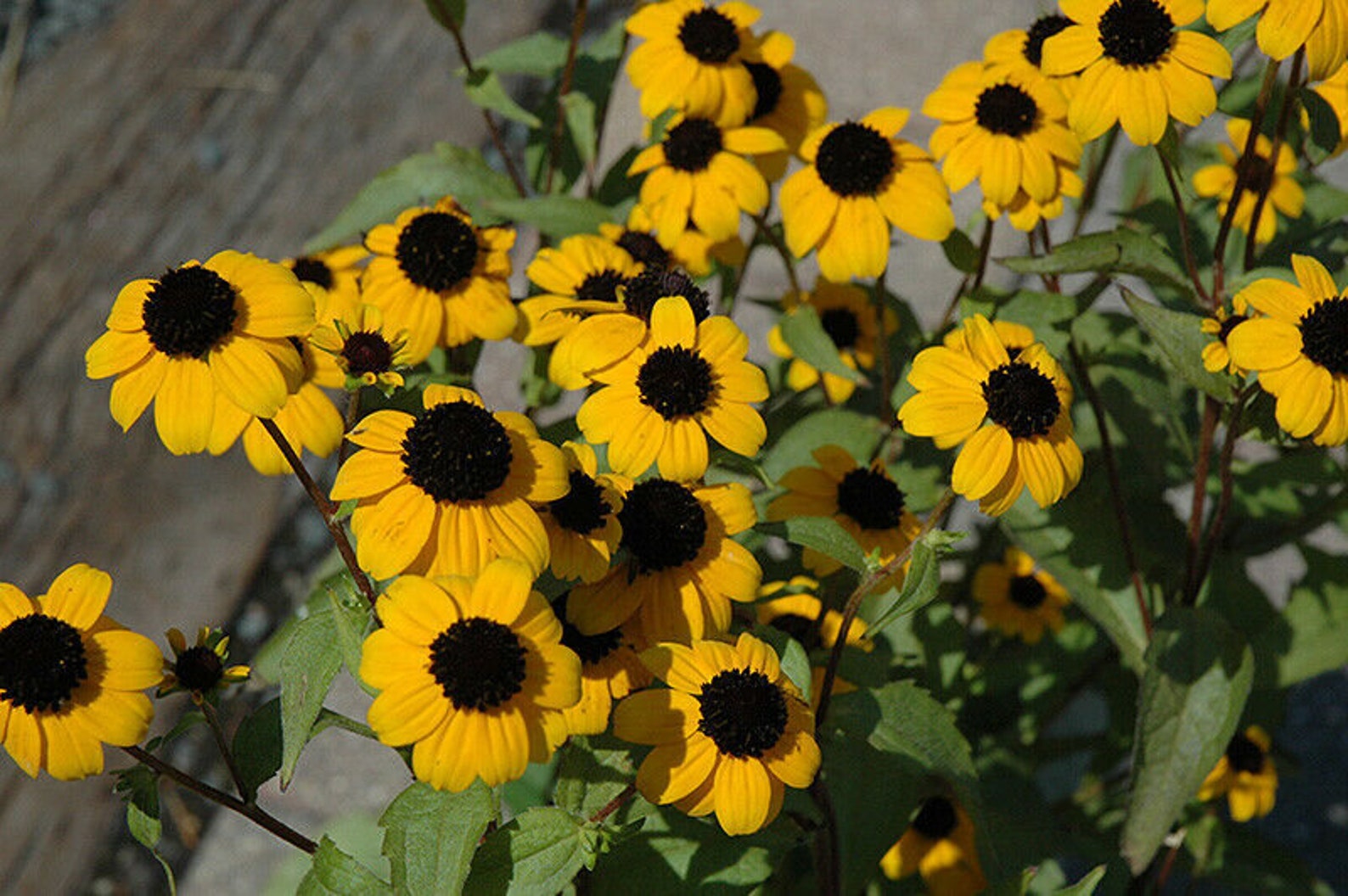 200+BROWN EYED SUSAN Flower Seeds Native Wildflower Pollinators Poor ...