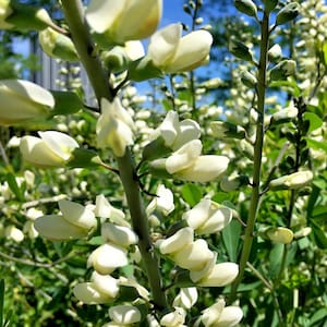 50+WHITE WILD False INDIGO Seeds Native Wildflower Perennial Nitrogen ...
