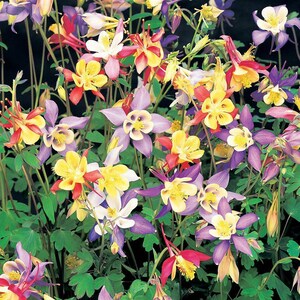100+COLUMBINE MIX Seeds Perennial Native Wildflower Aquilegia Shade ...