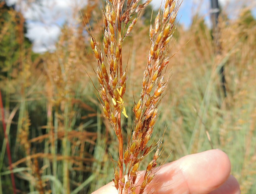 500+INDIAN GRASS Seeds Native Prairie Grass Wildflower Clumping ...