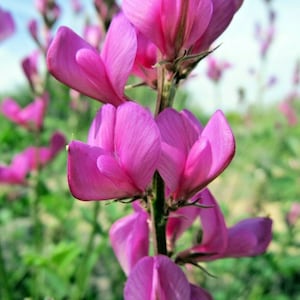 50+UTAH Northern SWEETVETCH Flower Seeds Native Wildflower Drought Heat ...