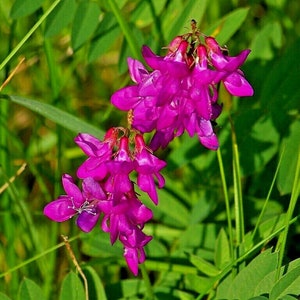 50+UTAH Northern SWEETVETCH Flower Seeds Native Wildflower Drought Heat ...