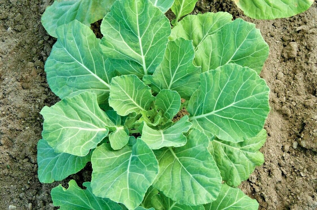1 Oz CHAMPION COLLARD GREENS Seeds Organic Heirloom Vegetable Spring ...