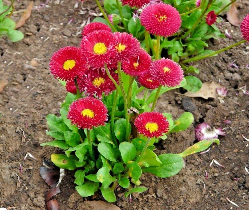 400ENGLISH DAISY MIX Flower Seeds European Wildflower Early - Etsy