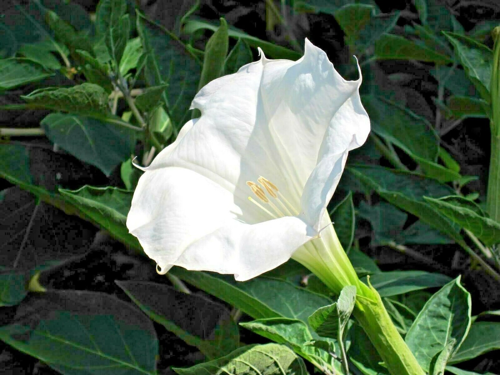 20+MOONFLOWER Seeds Wildflower Climbing Flowering Vine Night Blooms ...
