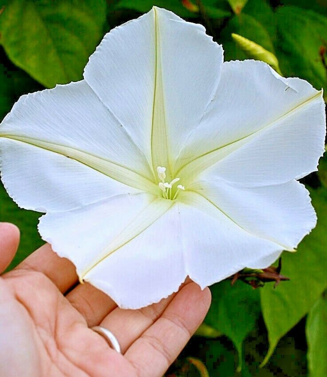 20+MOONFLOWER Seeds Wildflower Climbing Flowering Vine Night Blooms ...