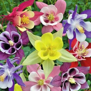 100+COLUMBINE MIX Seeds Perennial Native Wildflower Aquilegia Shade ...