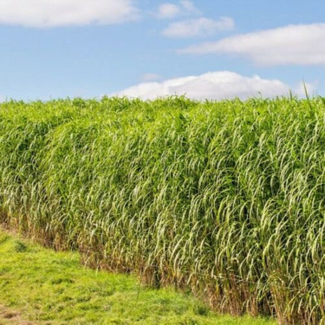 1 LB SWITCHGRASS Seeds Native Prairie Grass Clumping Perennial Green ...