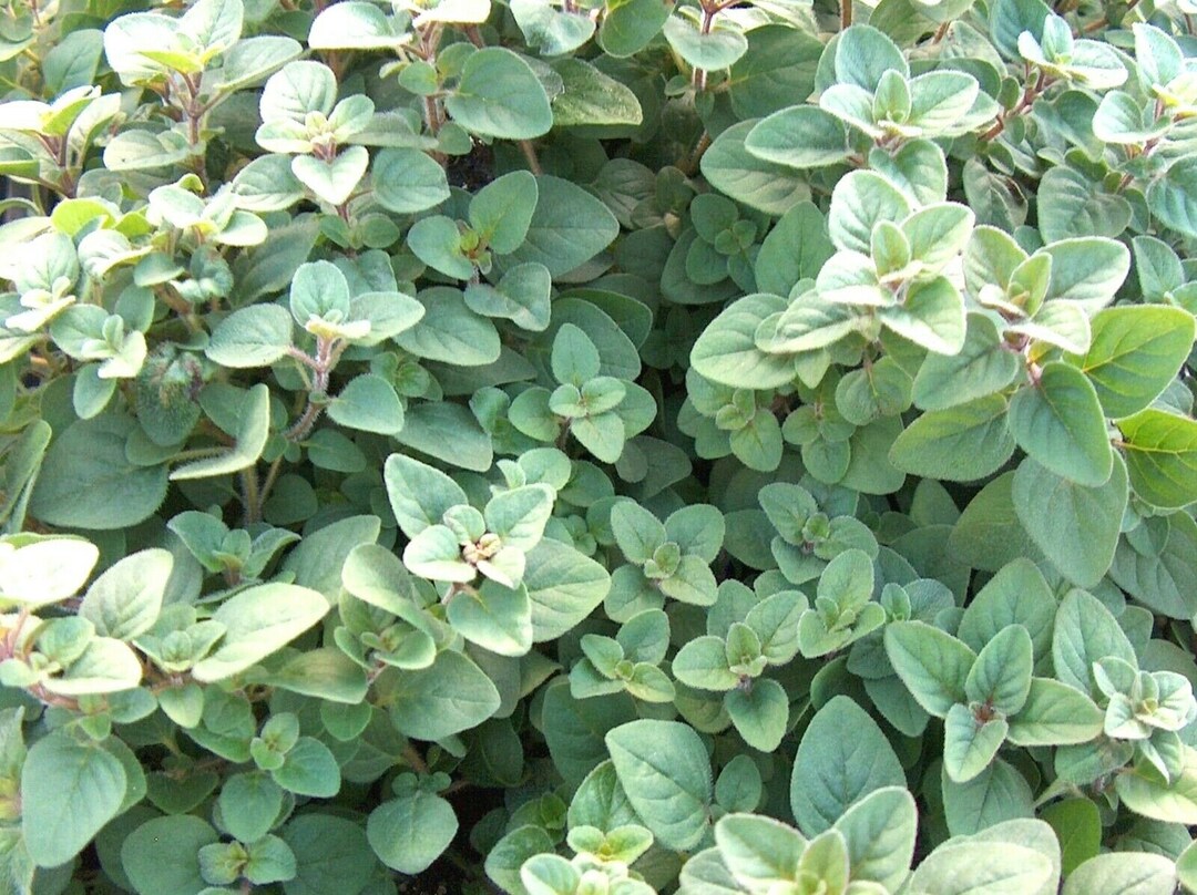 300+TRUE GREEK OREGANO Seeds Organic Perennial Herb Summer Vegetable ...