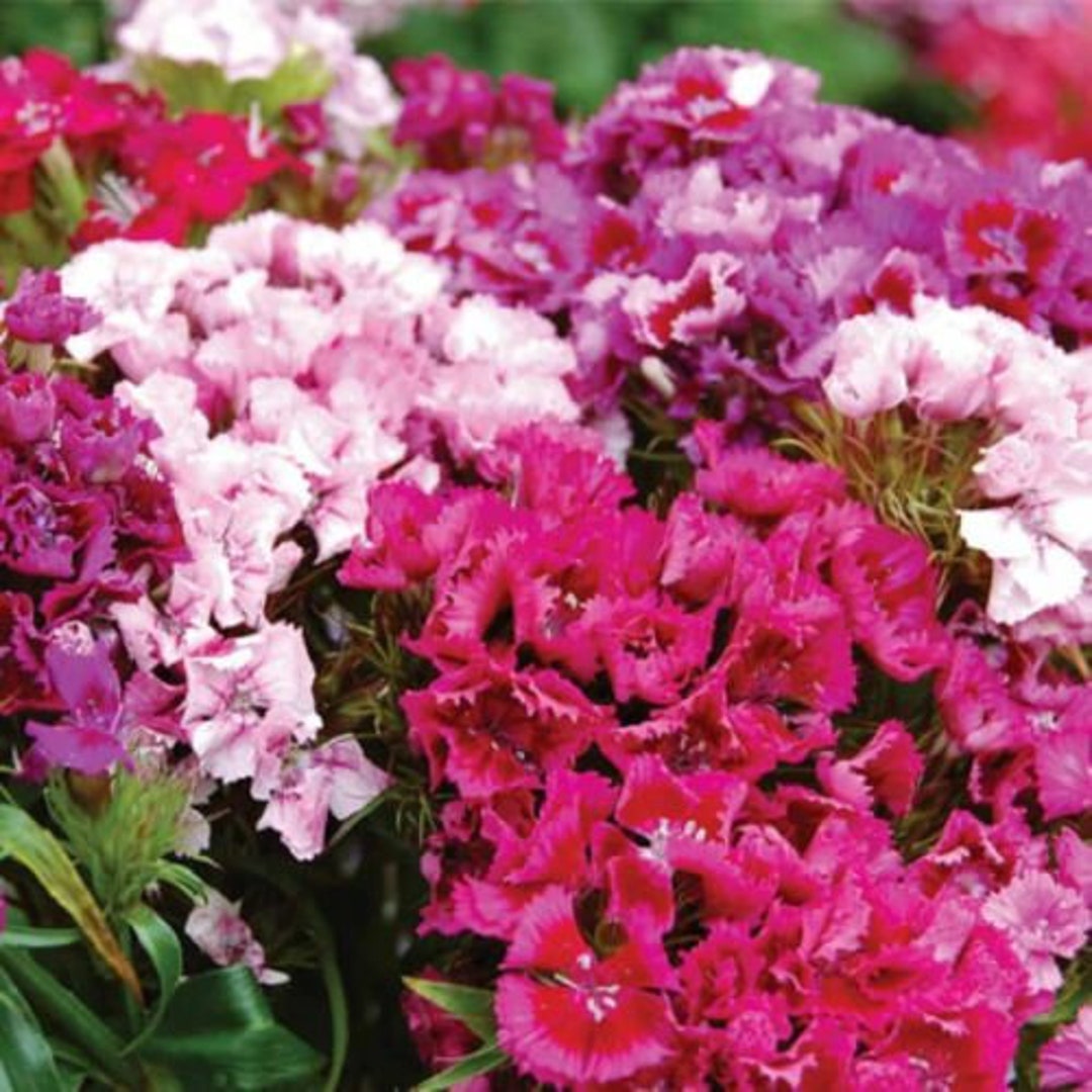 300+SWEET WILLIAM MIX Seeds Wildflower Perennial Flowering Groundcover ...