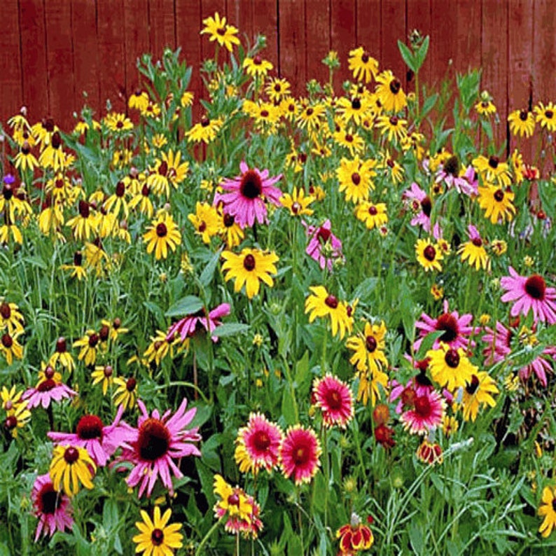 2000+NATIVE PERENNIAL WILDFLOWER Mix Seeds 17 Varieties Pollinators Cut ...