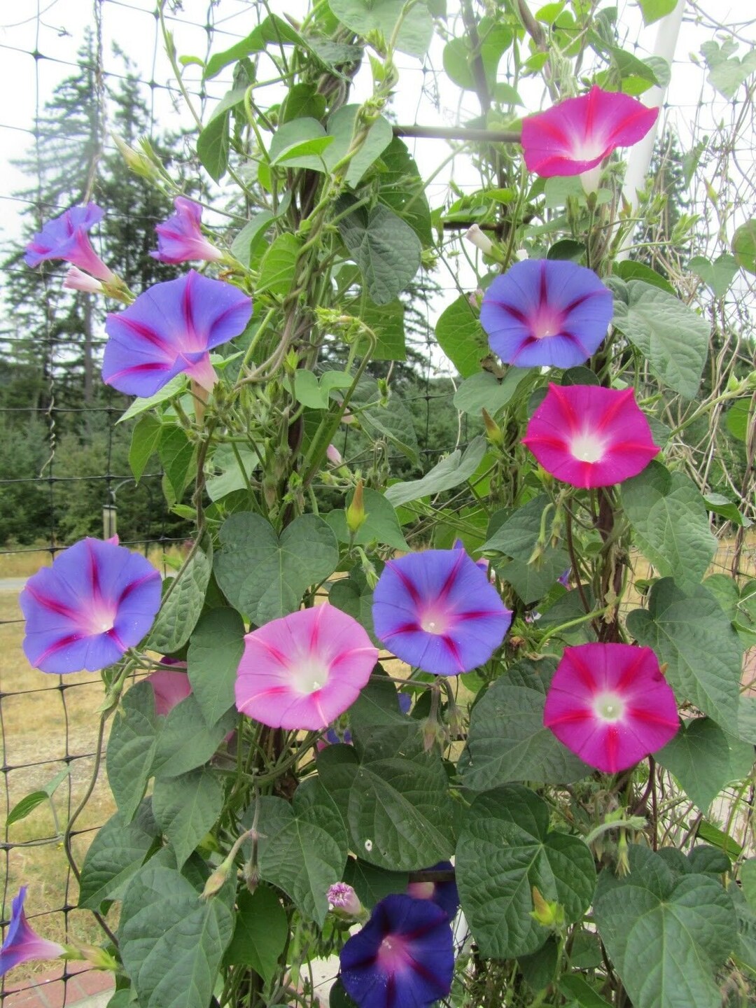 70+MORNING GLORY MIX Seeds Wildflower Summer Fall Flowers Container ...