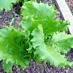 600+GREAT LAKES BATAVIAN Head Lettuce Seeds Organic Heirloom Vegetable ...