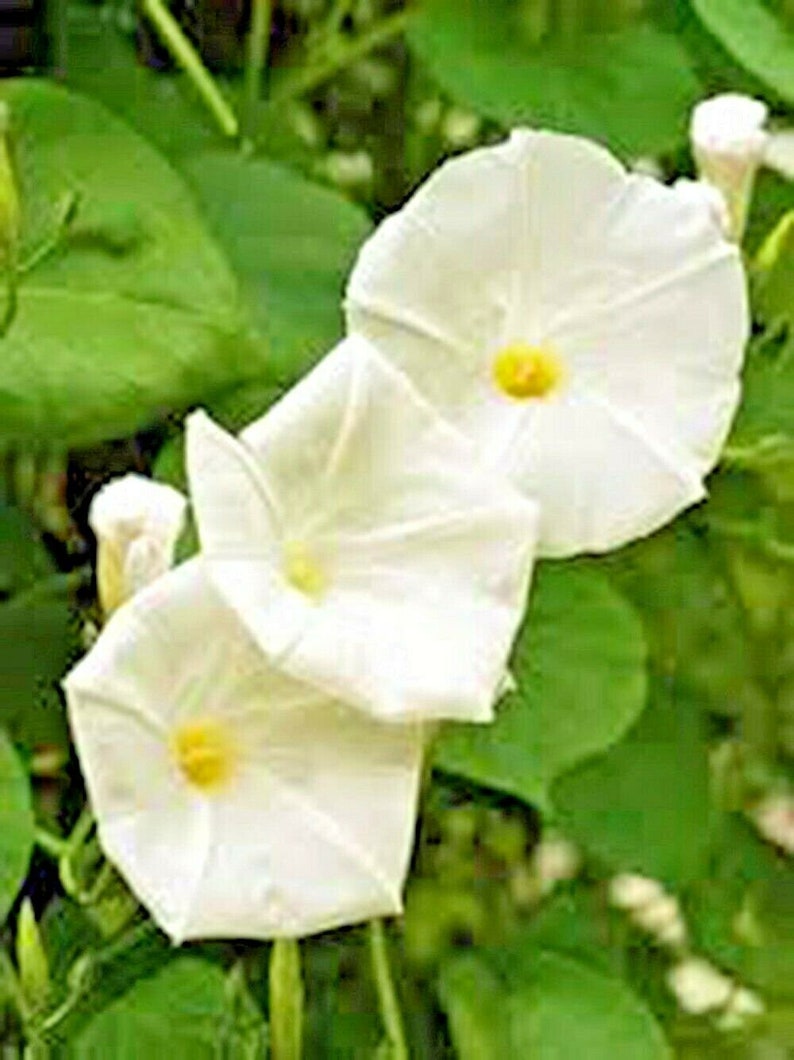20+MOONFLOWER Seeds Wildflower Climbing Flowering Vine Night Blooms ...
