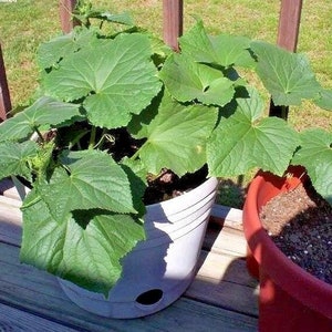 35+SPACEMASTER BUSH CUCUMBER Seeds Organic Patio Container Hanging ...