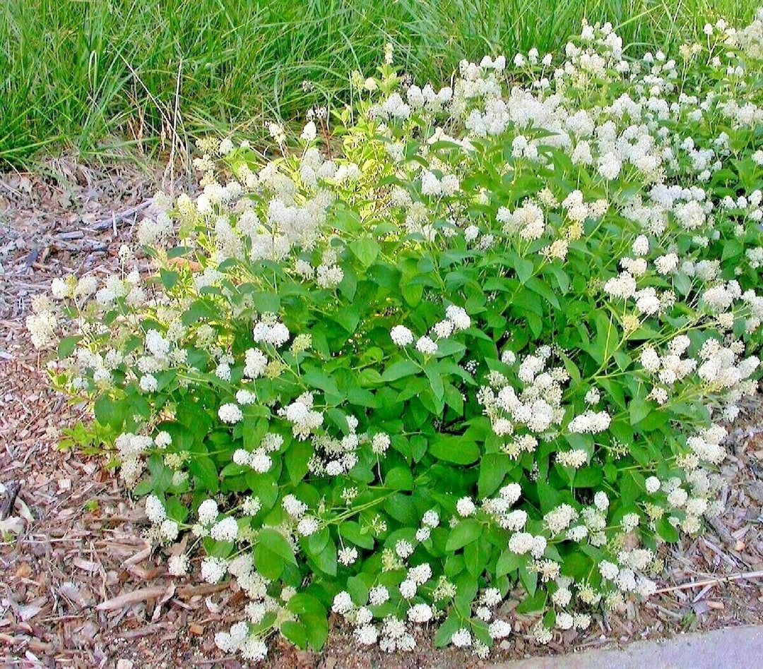 25+NEW JERSEY TEA Seed Organic American Native Herb Flowering Shrub ...