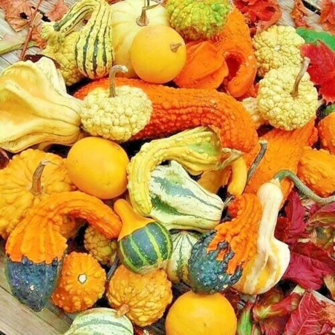 50SMALL MIXED GOURDS Seeds Hard Shell Type Crafts Summer Fall Garden ...