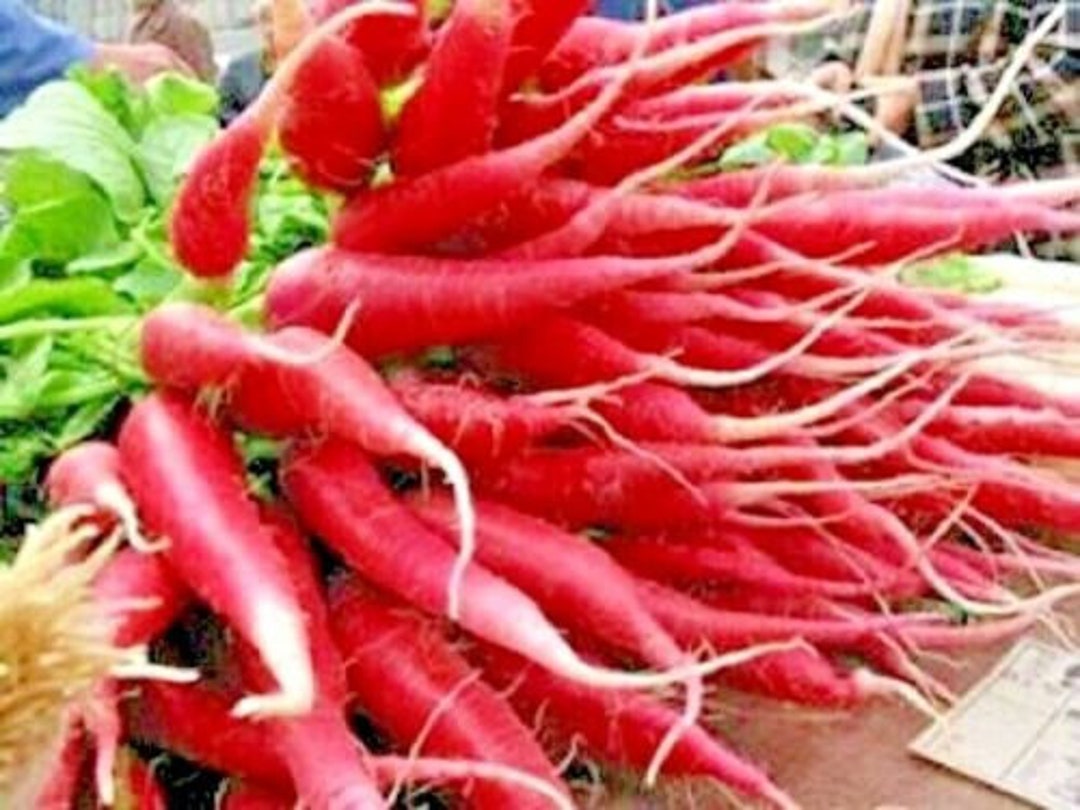 1 Oz RED ARROW RADISH Seeds Organic Mild Sweet Sprouting Vegetable ...