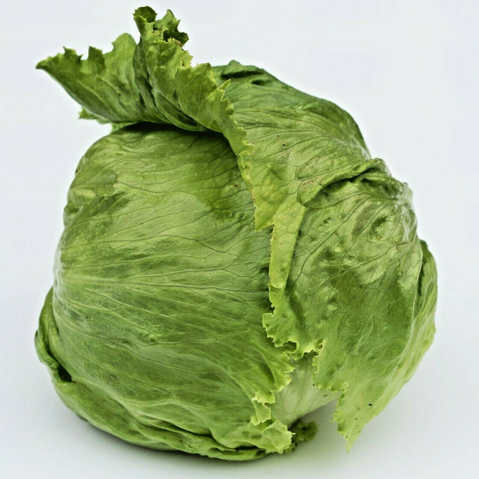 600+GREAT LAKES BATAVIAN Head Lettuce Seeds Organic Heirloom Vegetable ...