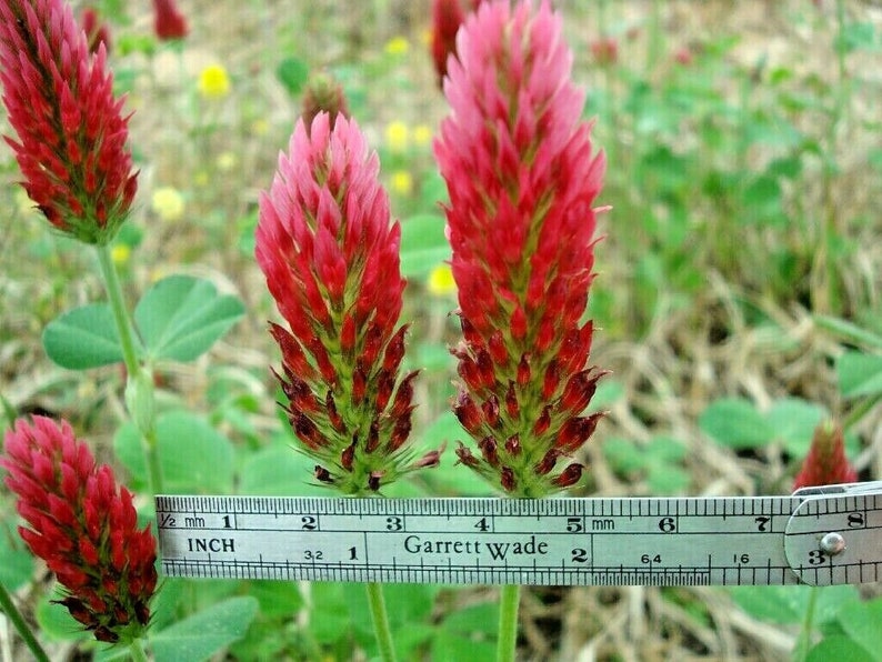 1000+CRIMSON CLOVER Seeds Native Wildflower Groundcover Flower Garden ...