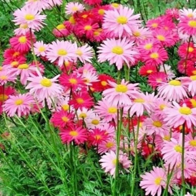 100+ROBINSON'S GIANT MIX Daisy Flower Seeds Perennial Poor Soils Heat ...